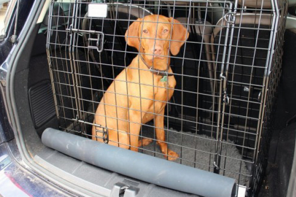 Bespoke Car Cage - Mini Countryman (2017-2024) | Barjo